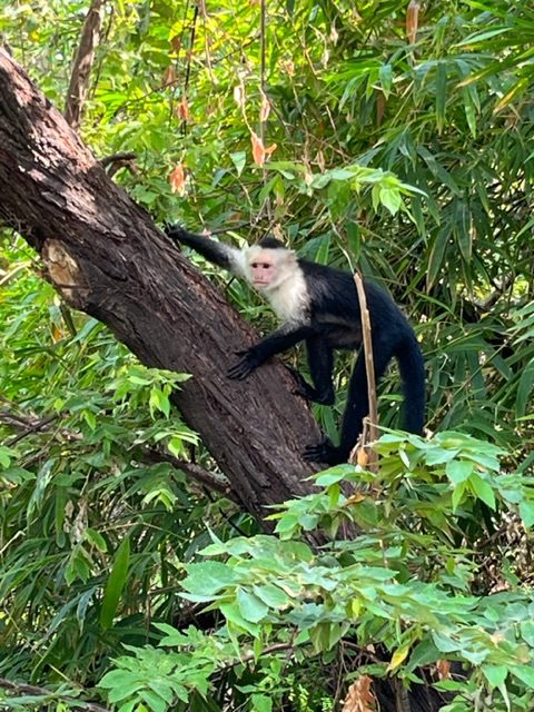 Costa Rica Travel Itinerary 7 Days - Travel for Grownups